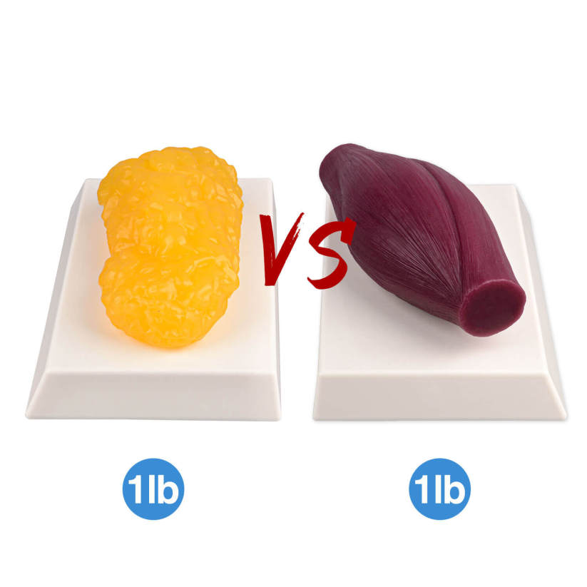 Ultrassist 1 Pound Muscle and 1lb Fat Replica Model, Rectangle-Ultrassist