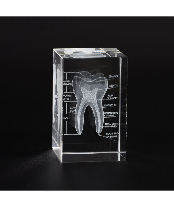 3D Crystal Tooth Model with Labeled Anatomy, Dentist Gift – Ultrassist