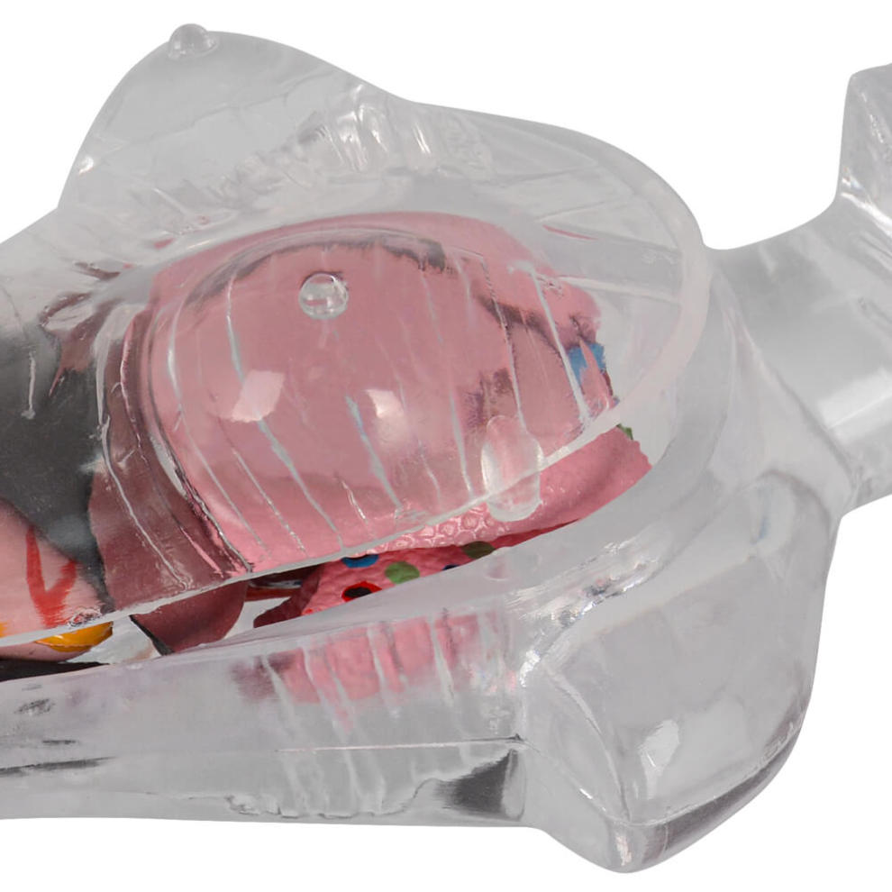 18cm Female Transparent Anatomical Torso Model with Removable Organs ...