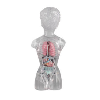 18cm Female Transparent Anatomical Torso Model with Removable Organs ...
