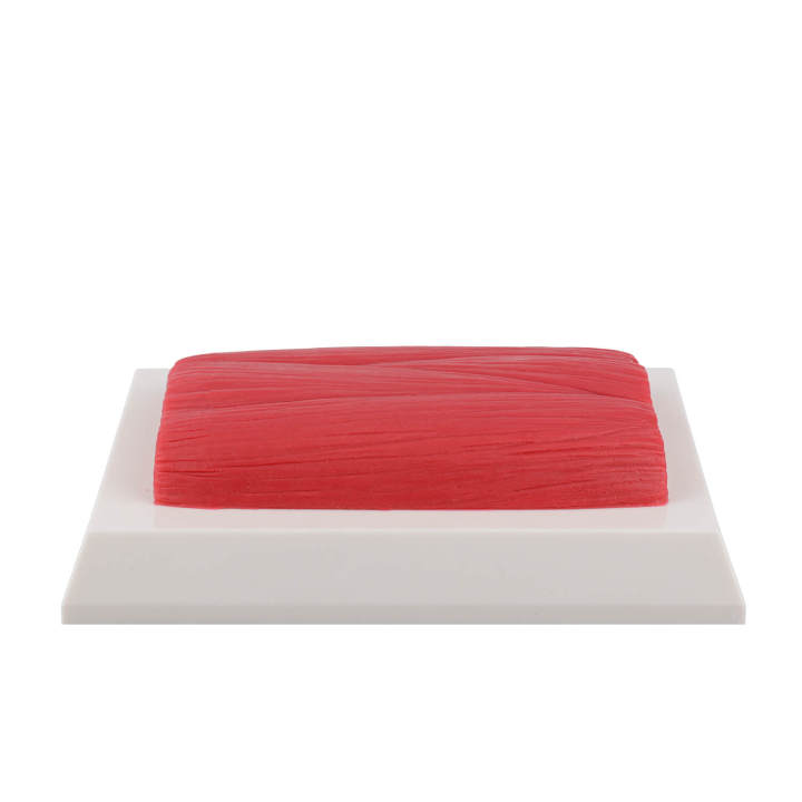 Fat Replica & Muscle Replica - Vivid Fitness Reminder – Ultrassist