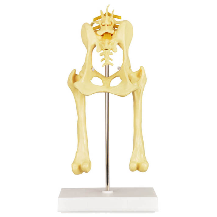 Canine Hip Joint Skeleton Model for Veterinary Education – Ultrassist