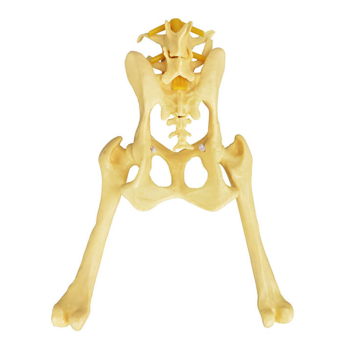 Canine Hip Joint Skeleton Model for Veterinary Education – Ultrassist