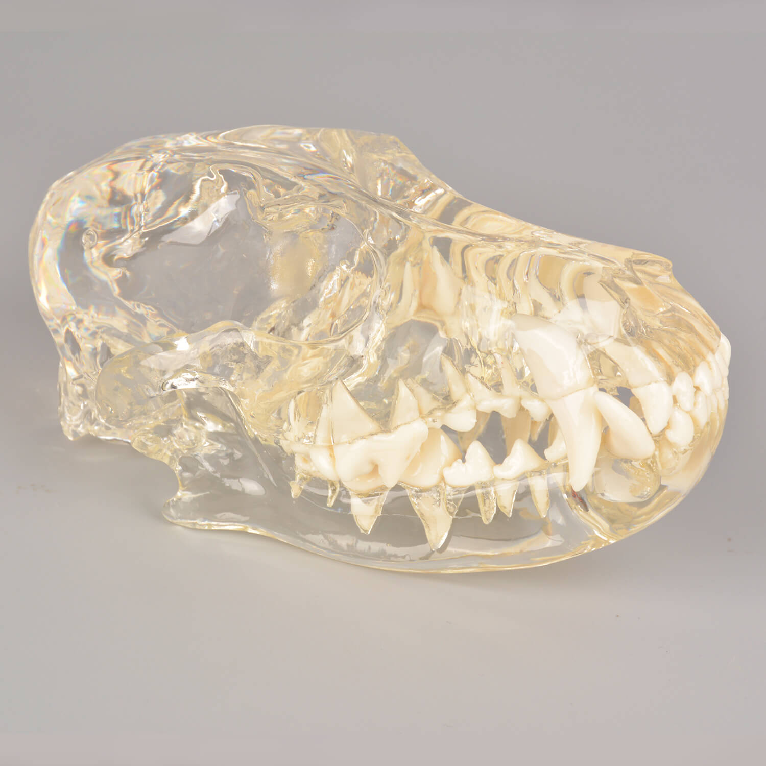 Ultrassist Canine Skull Dentoform Dental Model w/o Radiopaque Teeth