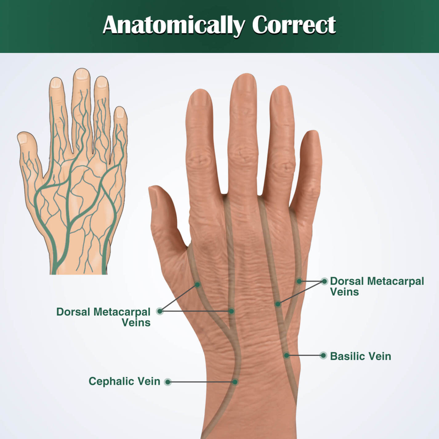 Geriatric IV Training Hand Kit for Vein Insertion Exercises – Ultrassist