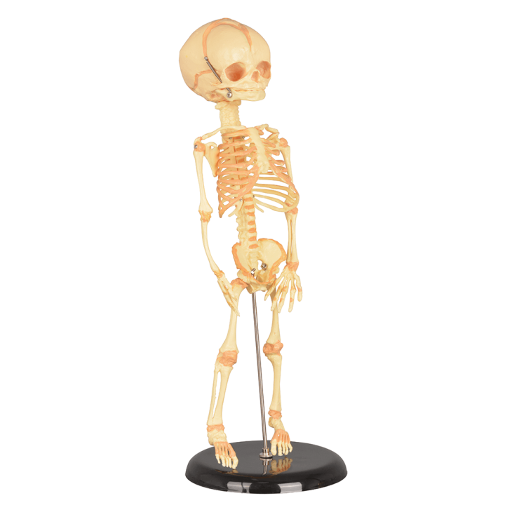 Ultimate Guide to Use an Orchidometer - Master Testicular Health ...