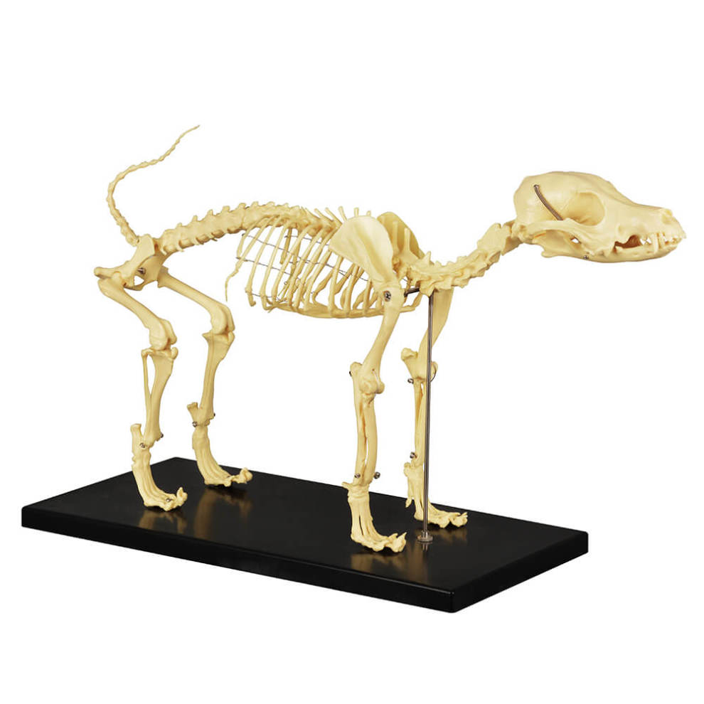 Lab Canine Skeleton - Fixed Articulation on Base – Ultrassist