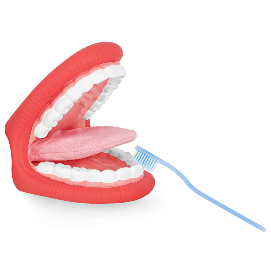 Mouth Models & Puppets for Speech Therapy and Oral Hygiene – Ultrassist