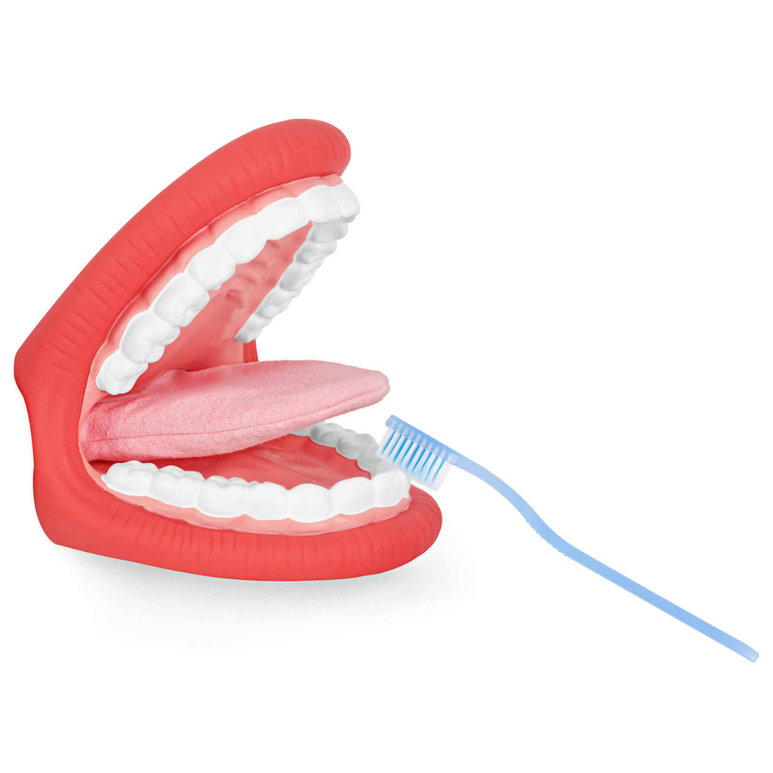 Mouth Models & Puppets for Speech Therapy and Oral Hygiene – Ultrassist