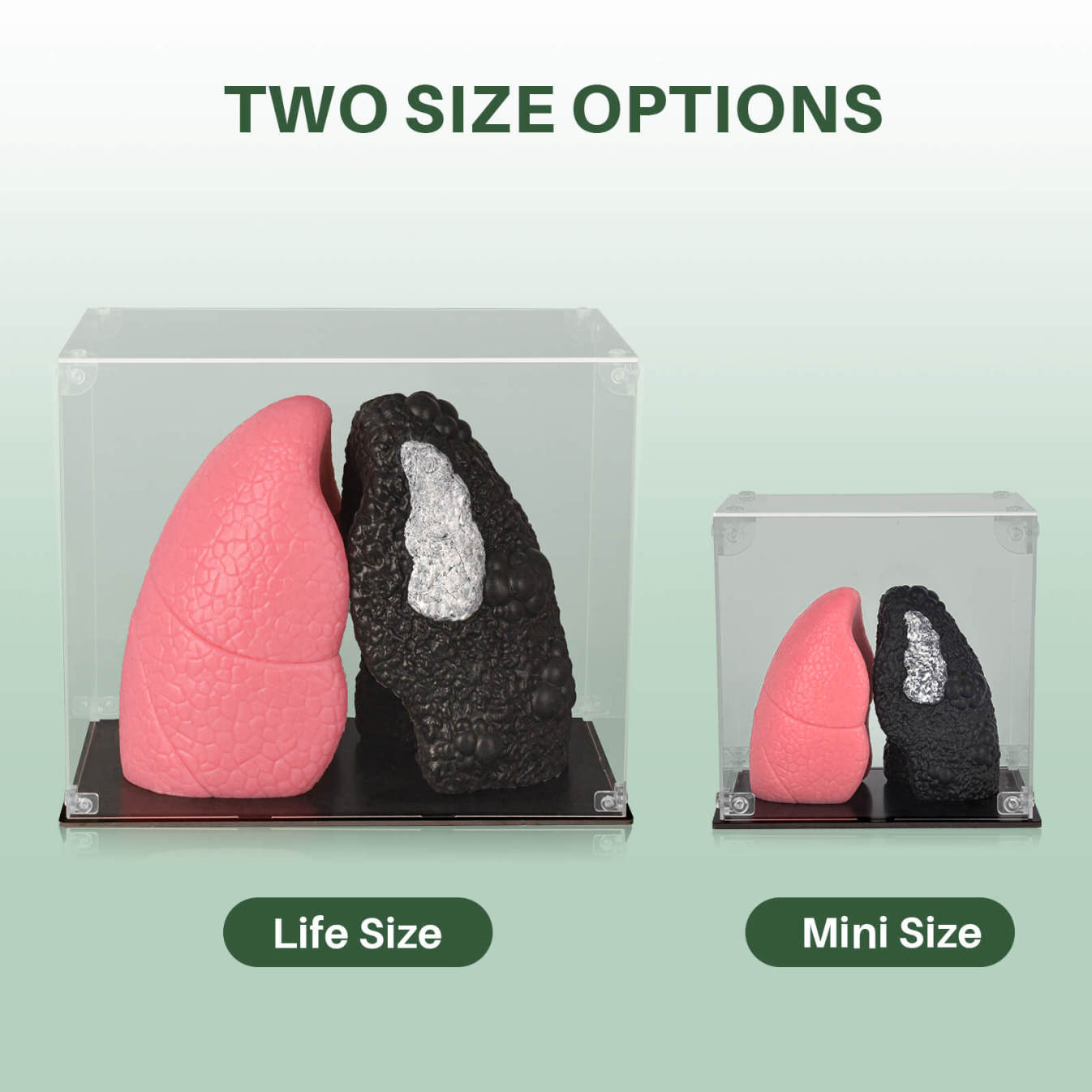 Ultrassist Healthy Lung vs. Smokers Lung Model Set