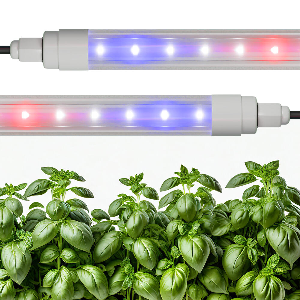 TOMATO GROW LIGHT – MEIJIU