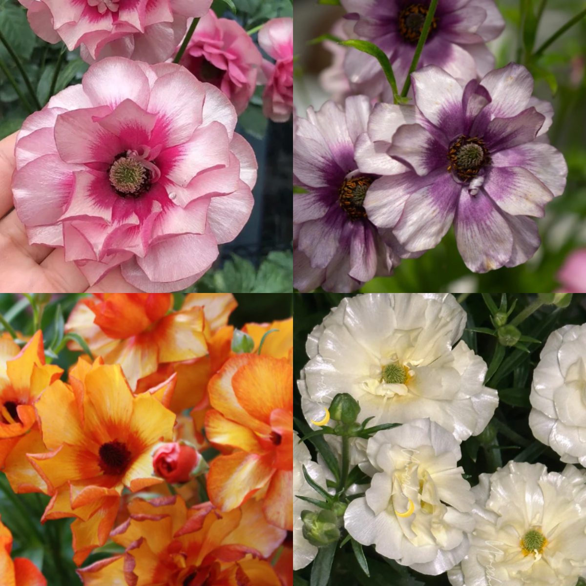 🌼 Enchanting Butterfly Ranunculus Seeds 🌼Perfect blend of magic and