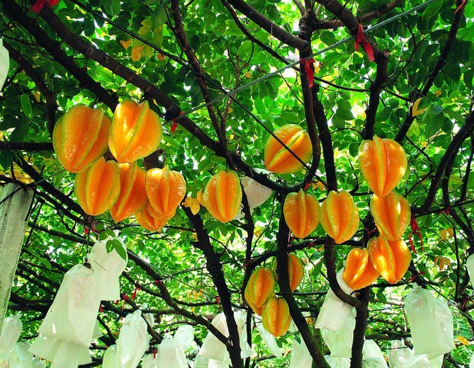 ⭐Sweet Starfruit Seeds-Four Seasons Potted