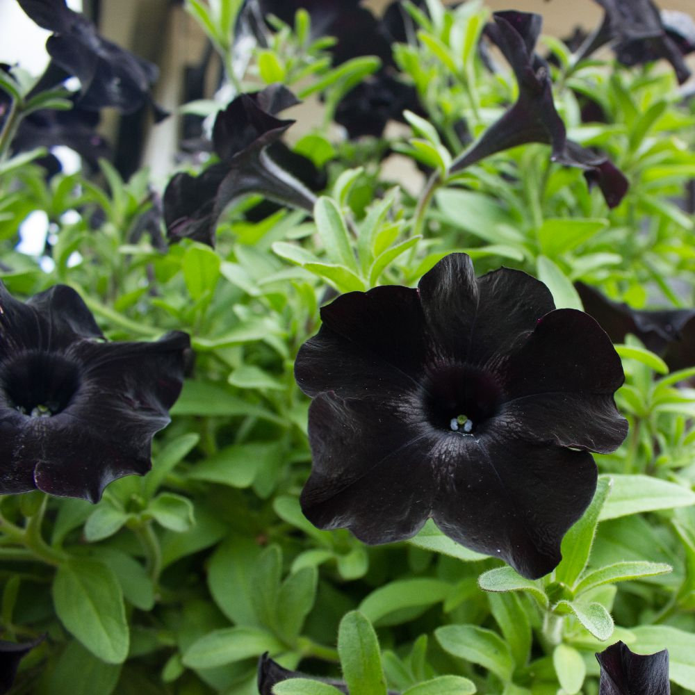 Black Petunia Seeds