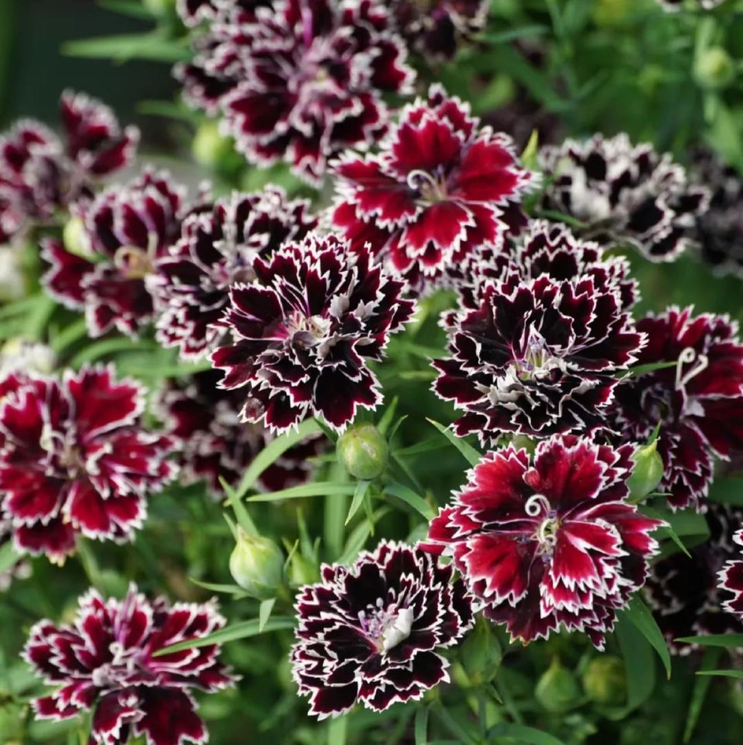 Double-Flowered Mixed Carnation Seeds