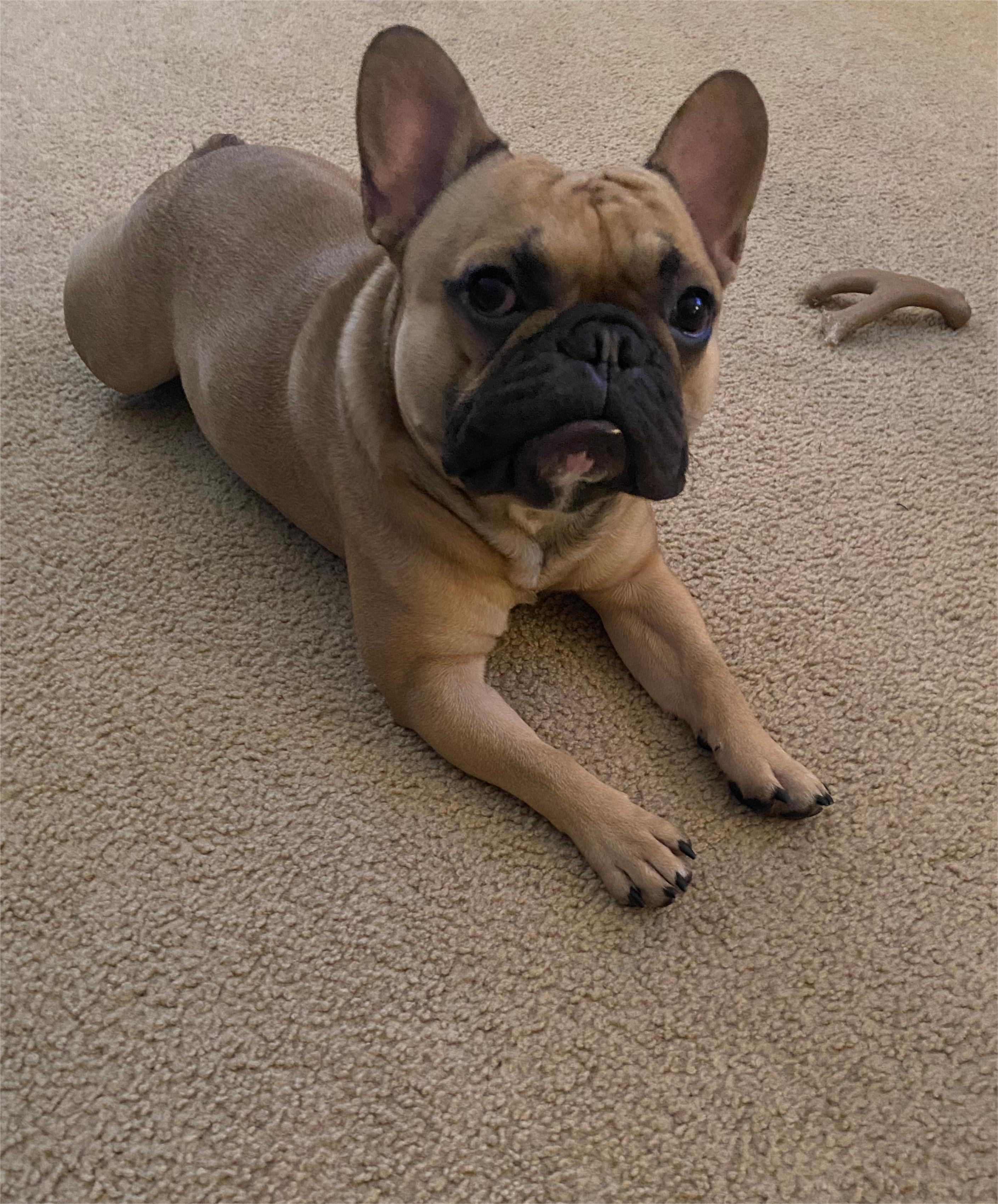 Pet of the Month