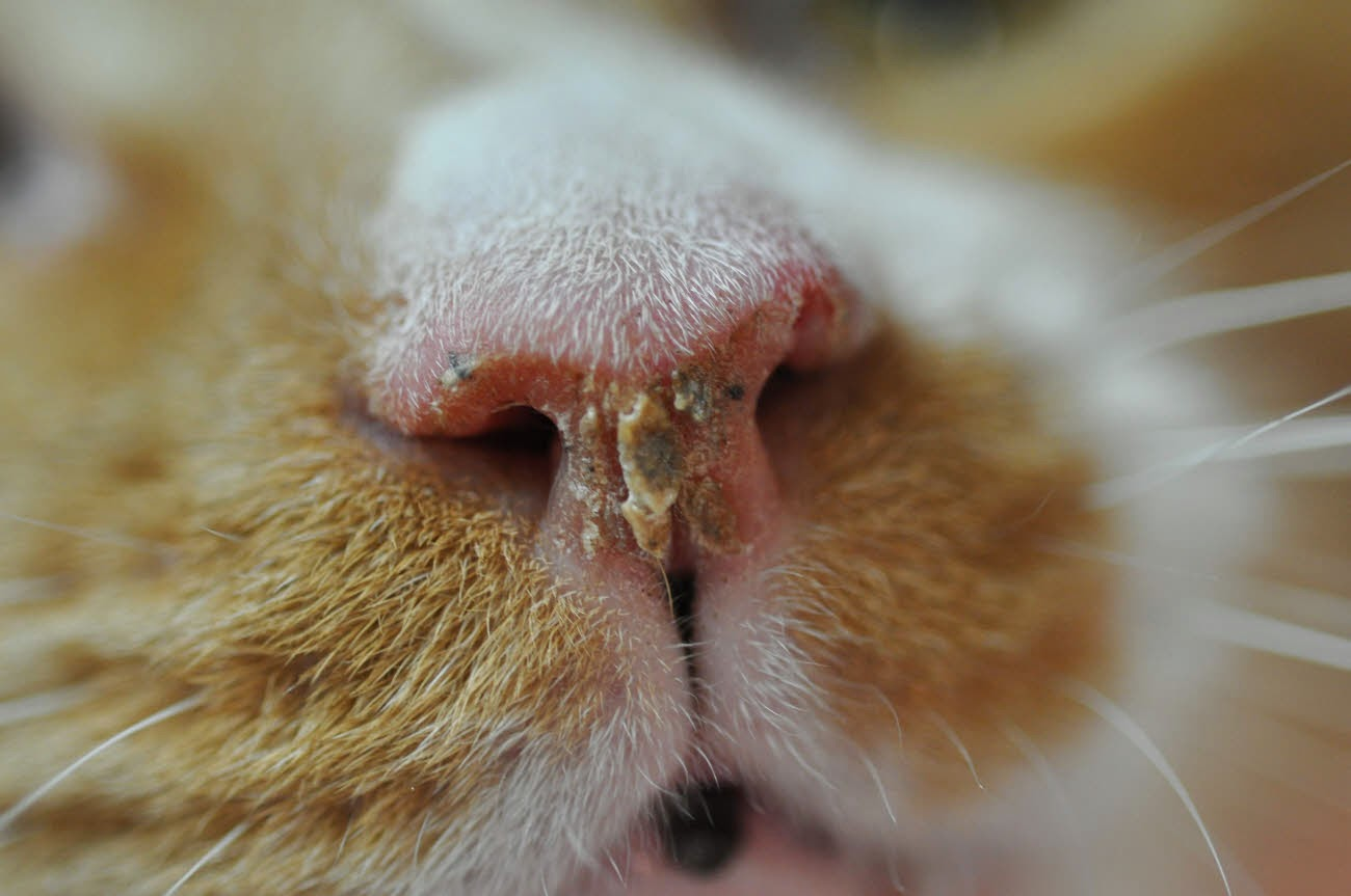 Understanding Cat Nasal Discharge: Causes, Symptoms, and Treatment-Puainta®