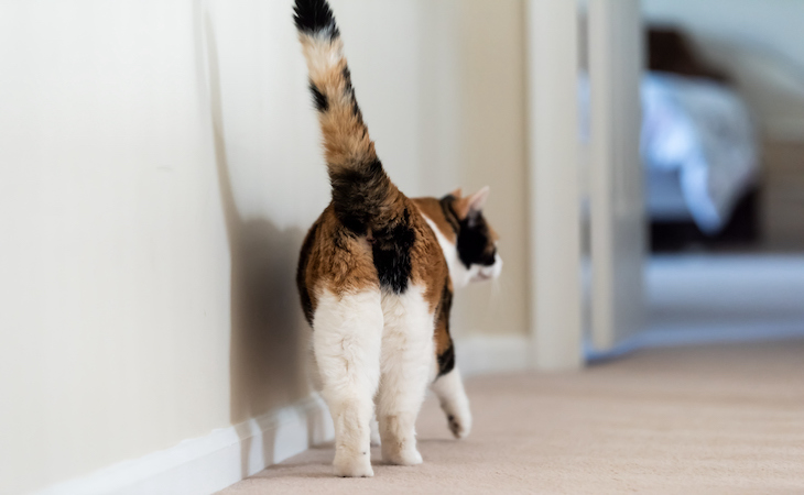 A Comprehensive Guide to Anal Glands in Cats-Puainta®