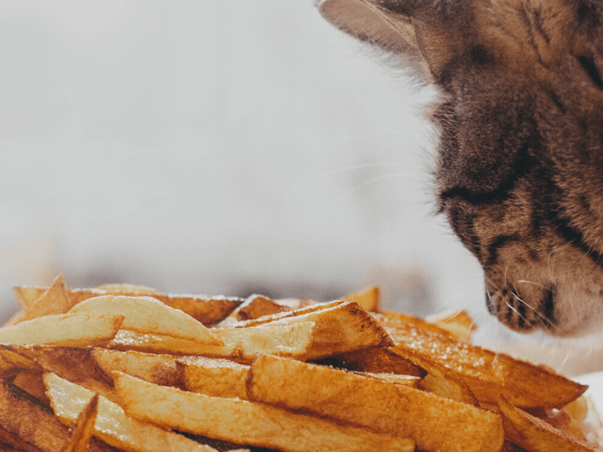 French Fries and Our Furry Friends: Can Cats and Dogs Indulge-Puainta®