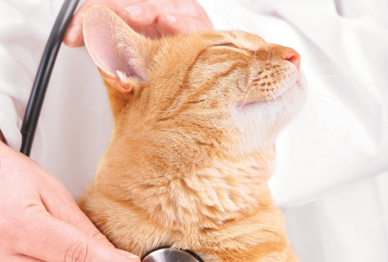 Unveiling Hypertrophic Cardiomyopathy(HCM) in Cats-Puainta®