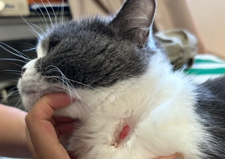 Is Your Cat Itching Excessively