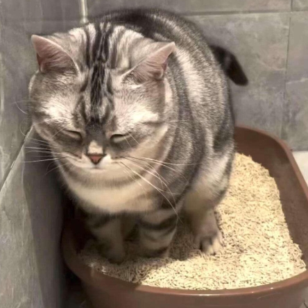 Cat Constipation: Identifying the Underlying Causes