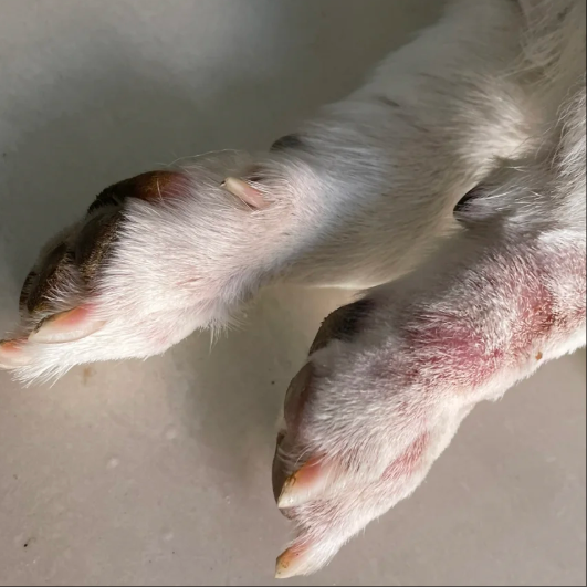 End Your Dog's Paw Licking with These Solutions