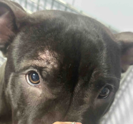 Is Your Dog at Risk for Ringworm