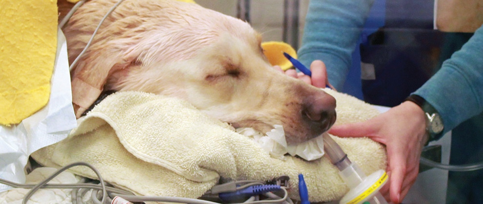 Diabetic Ketoacidosis (DKA) in Dogs-Puainta®