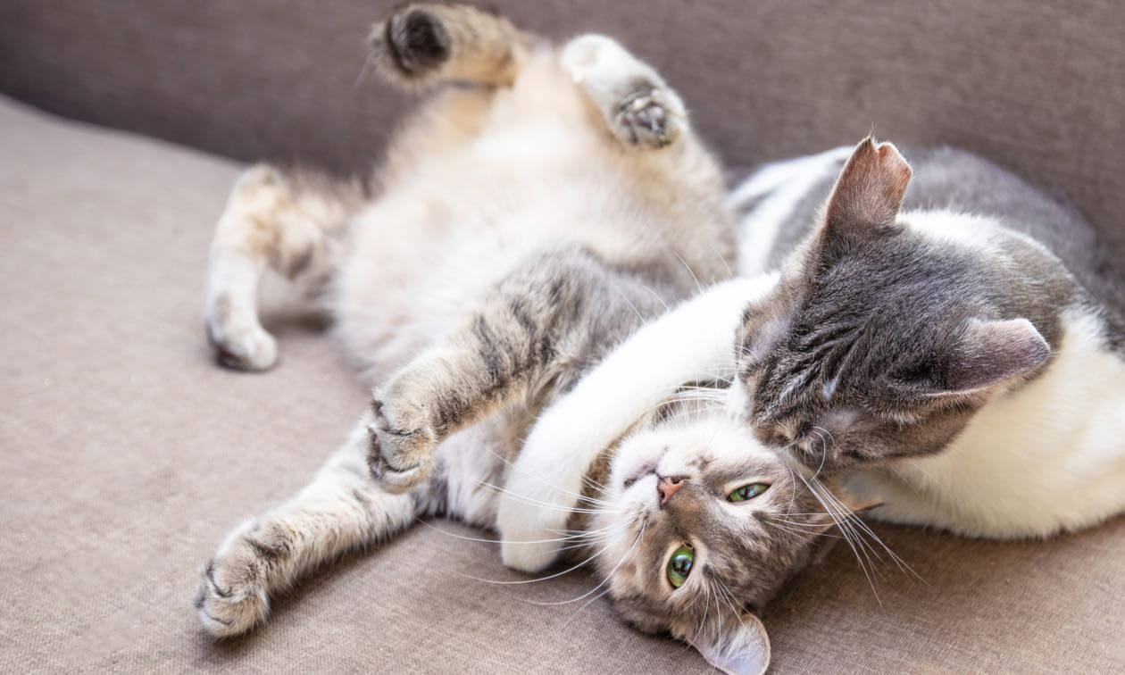 Understanding and Addressing Cat Fighting-Puainta®