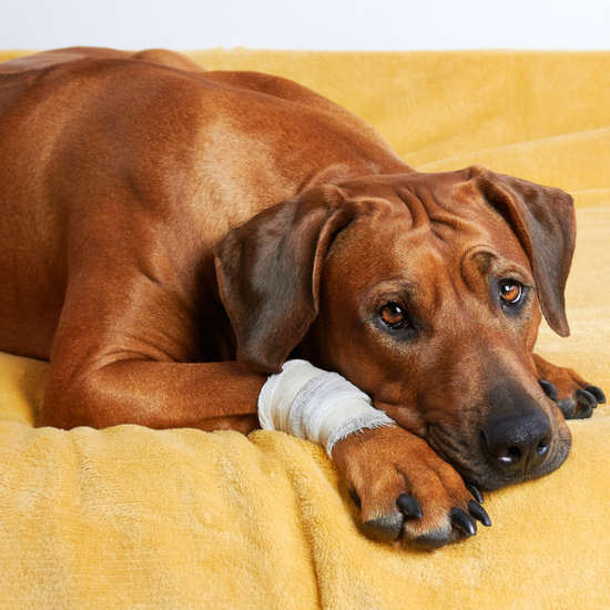 Guide to Treat Dog Abscess-Puainta®