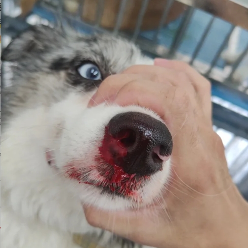 Bloody Noses in Dogs