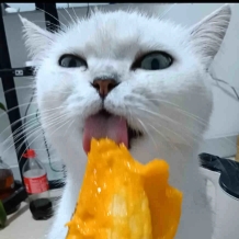 Is Mango Safe for Cats