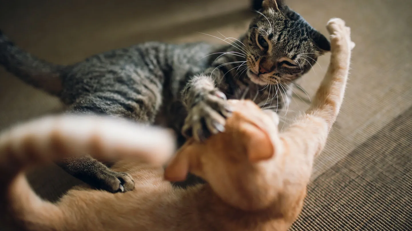 Understanding and Addressing Cat Fighting-Puainta®