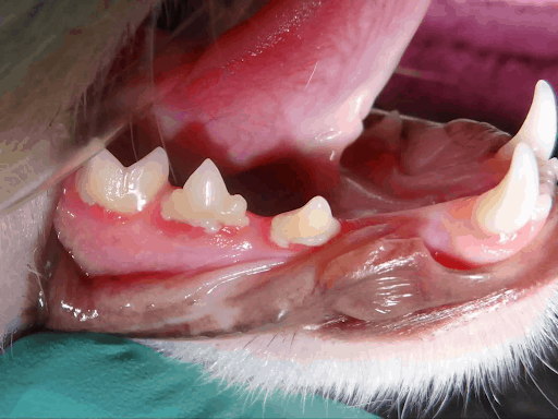 Gingivitis in Cats: Causes, Symptoms, and Treatment-Puainta®