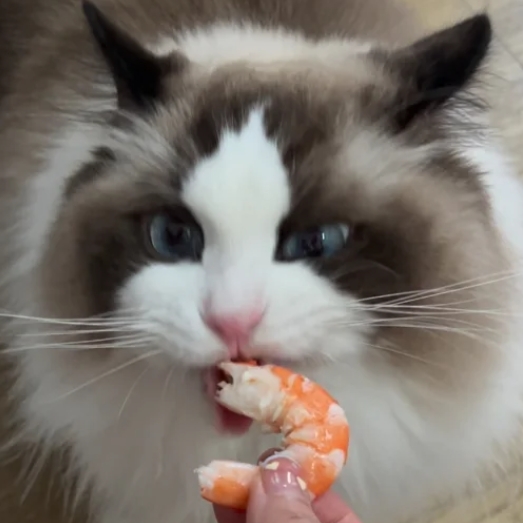 Exploring the Compatibility of Cats and Shrimp in Diet
