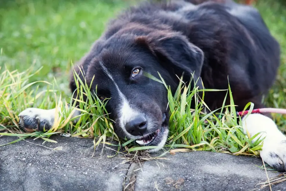Understanding the Causes and Concerns of Mucousy Dog Poop-Puainta®