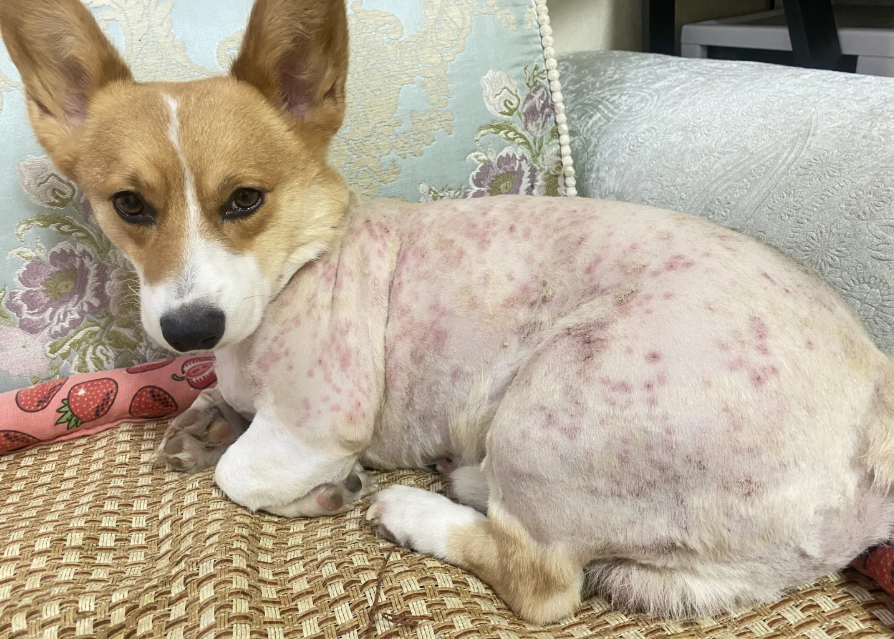 Common Dog Skin Conditions: Symptoms and Treatment Options
