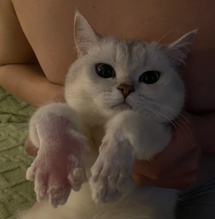 Why Is My Cat's Paws Swollen