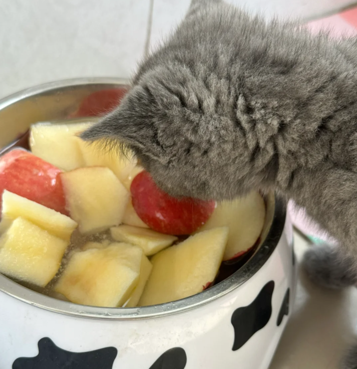 A Guide to Feeding Your Cat Apples Safely