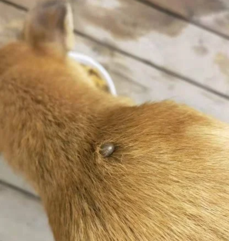 The Complete Guide to Removing Ticks from Your Dog’s Skin