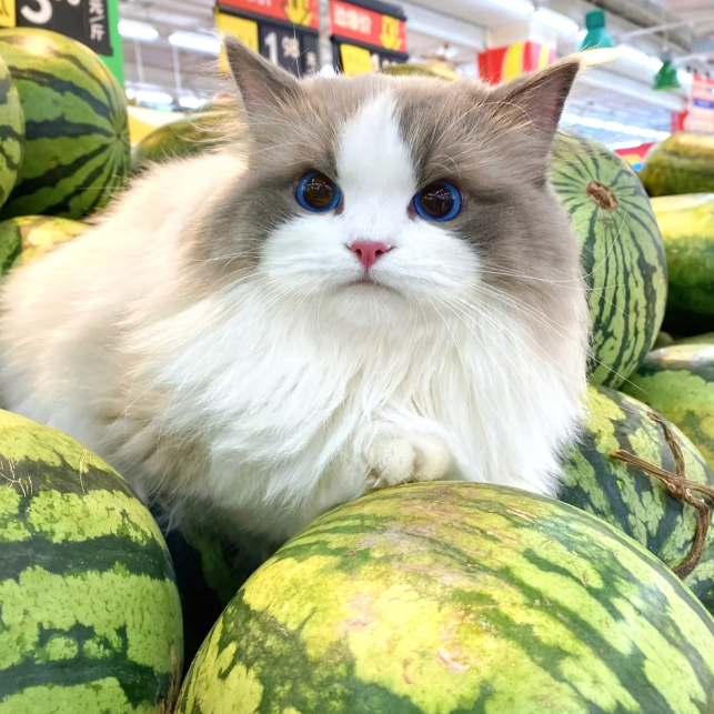 Can Cats Eat Watermelon