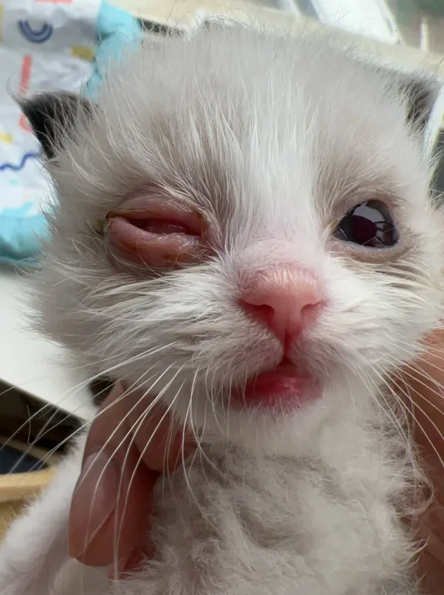 Cat Eye Infections:Causes, Symptoms, and Treatment