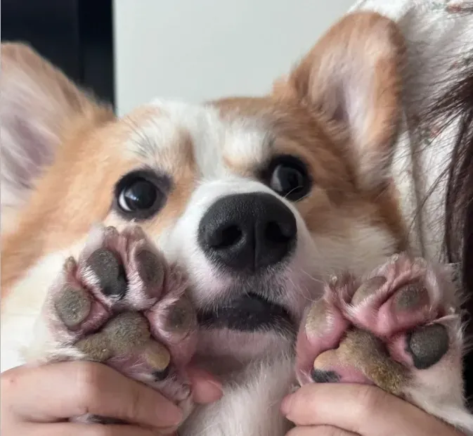Handling Red Dog Paws: A Guide