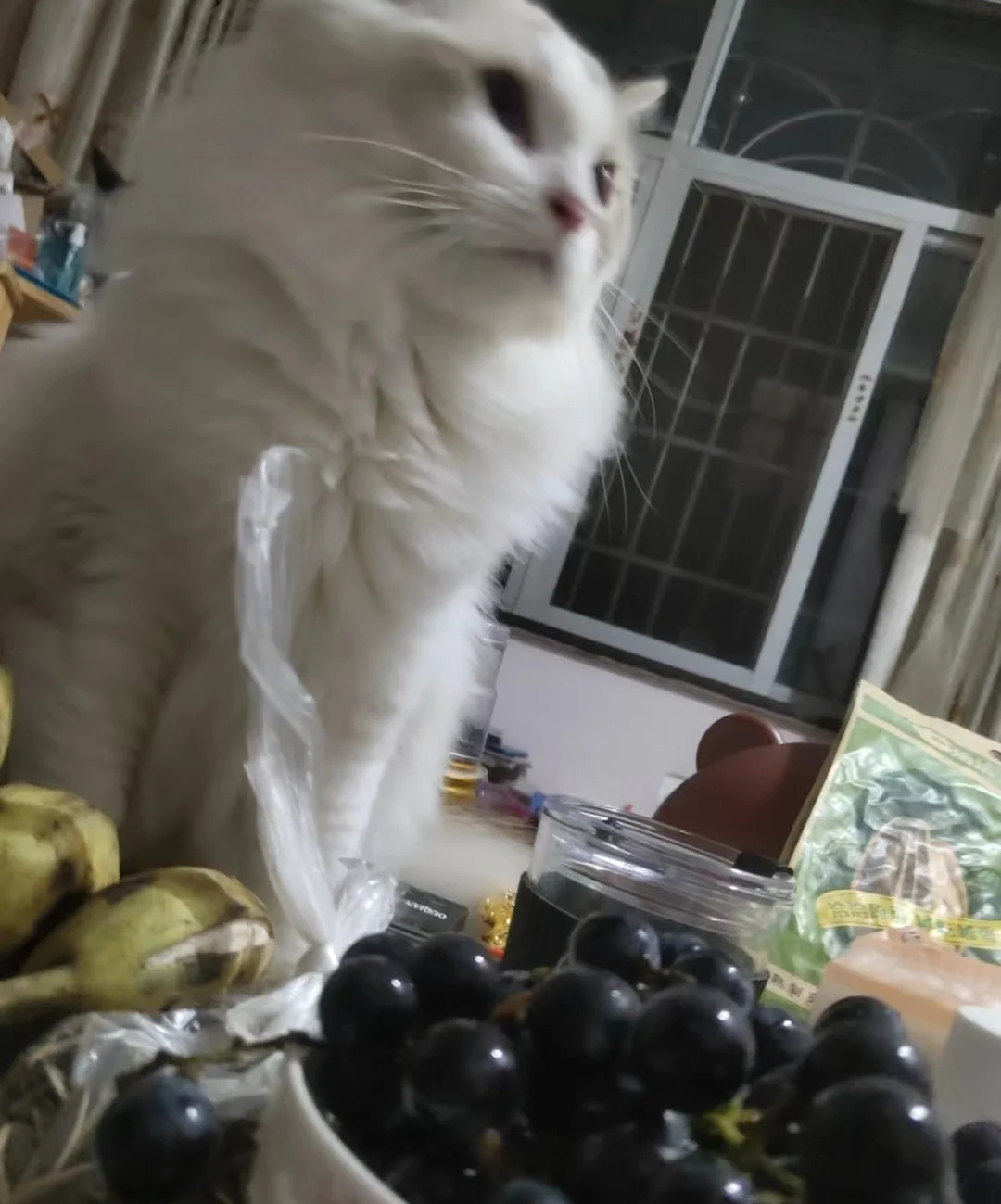 Can Cats Eat Grapes