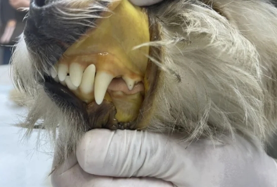 Decoding the Causes of Jaundice in Dogs