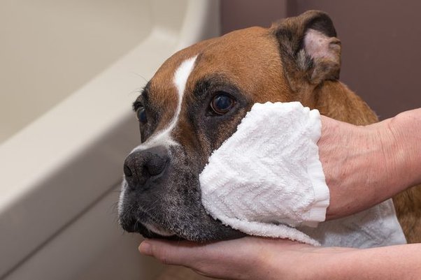 A Guide to Caring for Dog Jowls-Puainta®