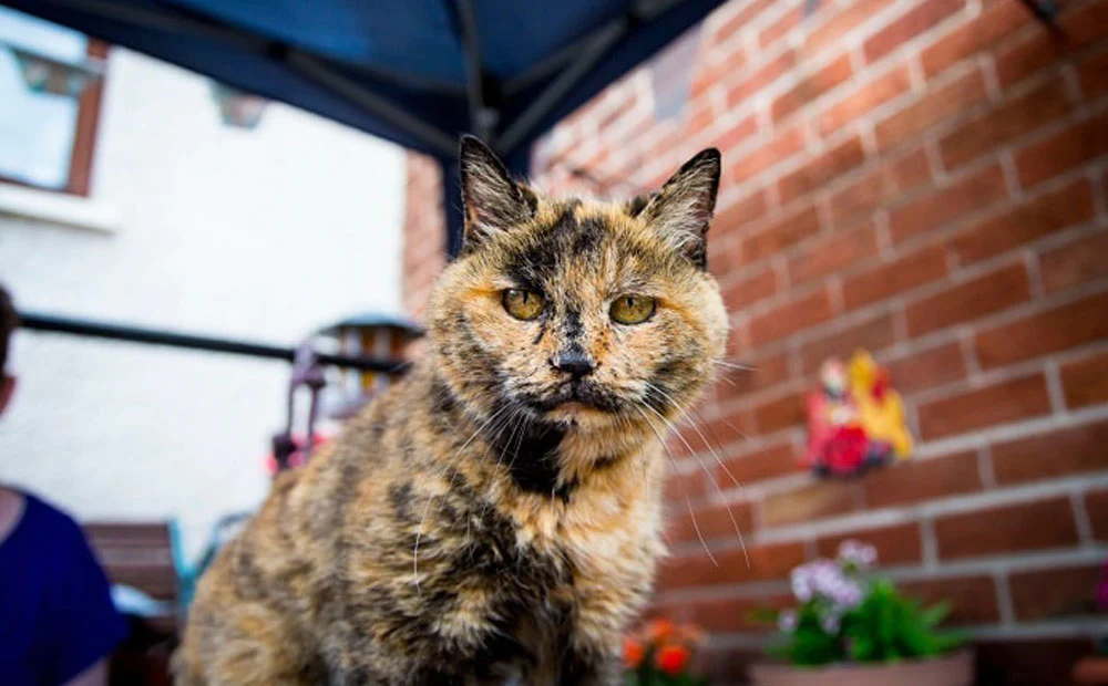 Unveiling the Secrets of Longevity: The Oldest Cat in the World-Puainta®