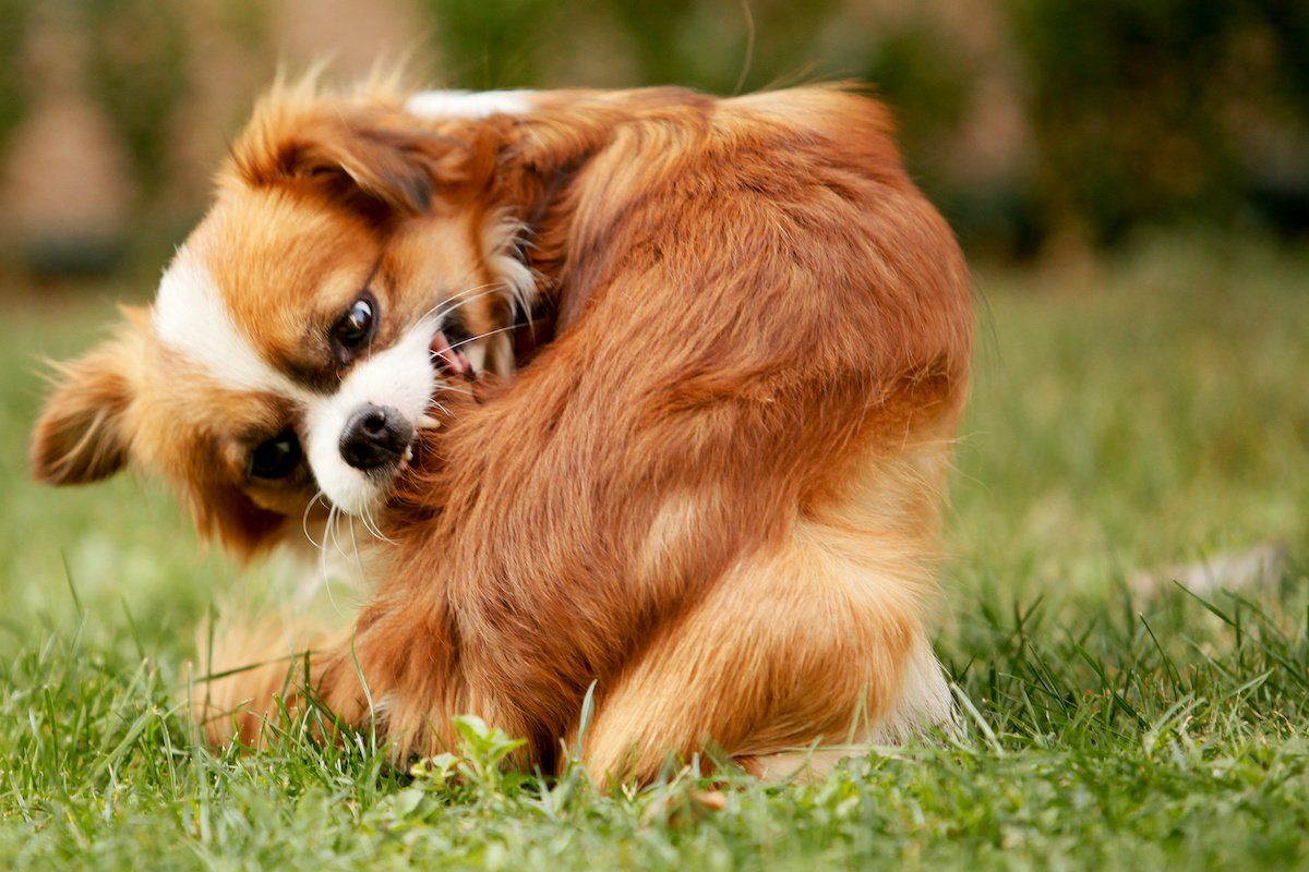Understanding and Addressing the Persistent Scratching and Biting ...