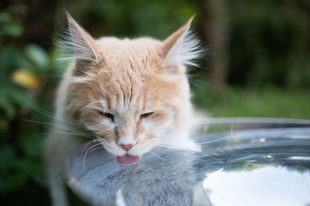 Signs of Dehydration in Cats-Puainta®